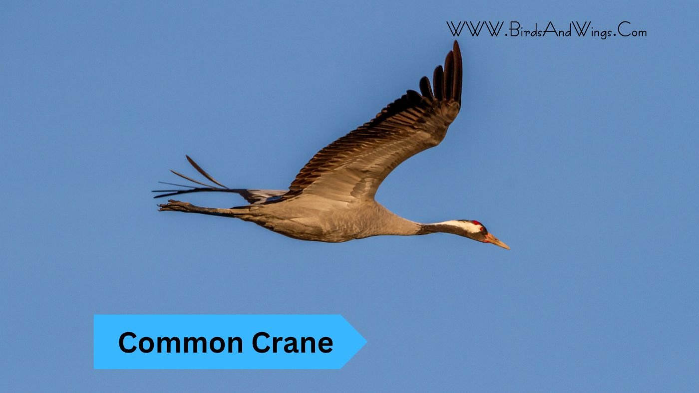 Top 15 Highest Flying Birds In The World