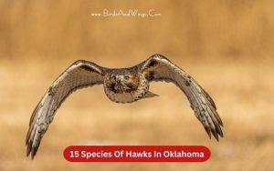 15 Species Of Hawks In Oklahoma