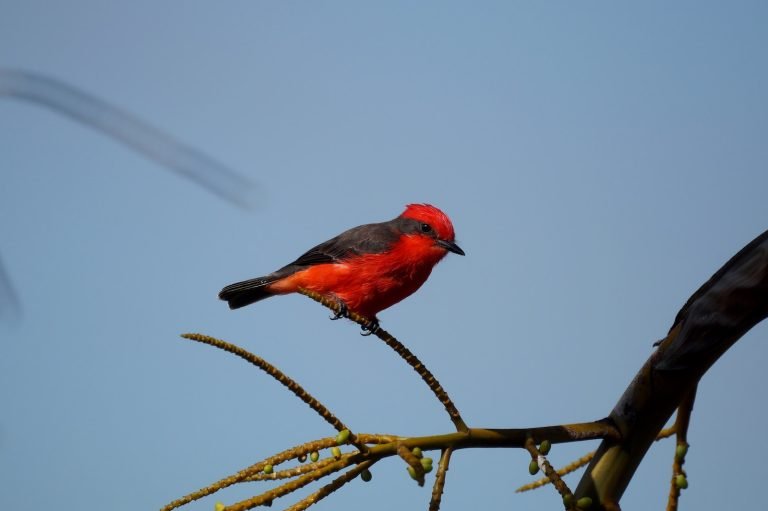 15 Birds With Red Breast [With Pictures]