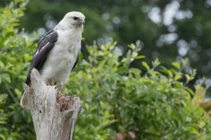 10 Hawks With White Heads - Identification and Information Guide