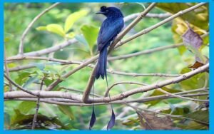 Do All Birds Have Tails? - All You Need To Know
